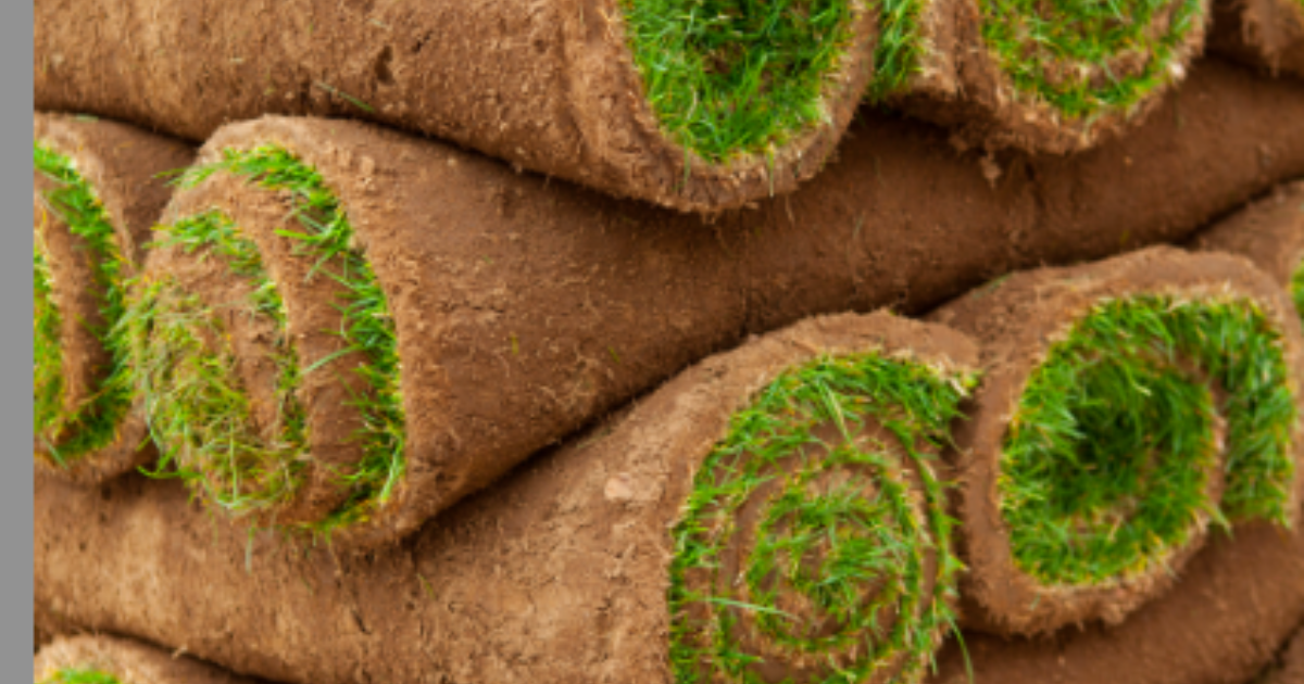 Turf Grower & Supplier Premium Grade in Essex - Paynes Turf